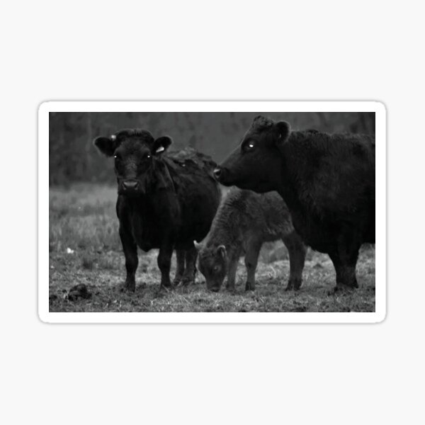 "cows and calf" Sticker for Sale by Francespoppy | Redbubble