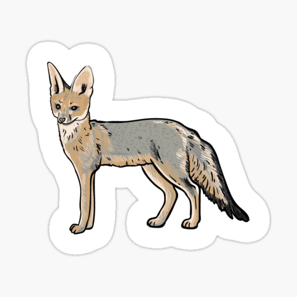 "Small Arabian fox of the UAE" Sticker for Sale by halhashmi | Redbubble