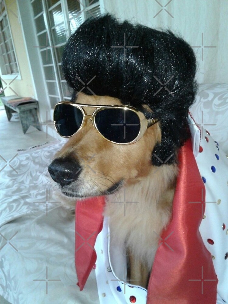 "Elvis dog meme" Poster for Sale by Pjbaratix | Redbubble