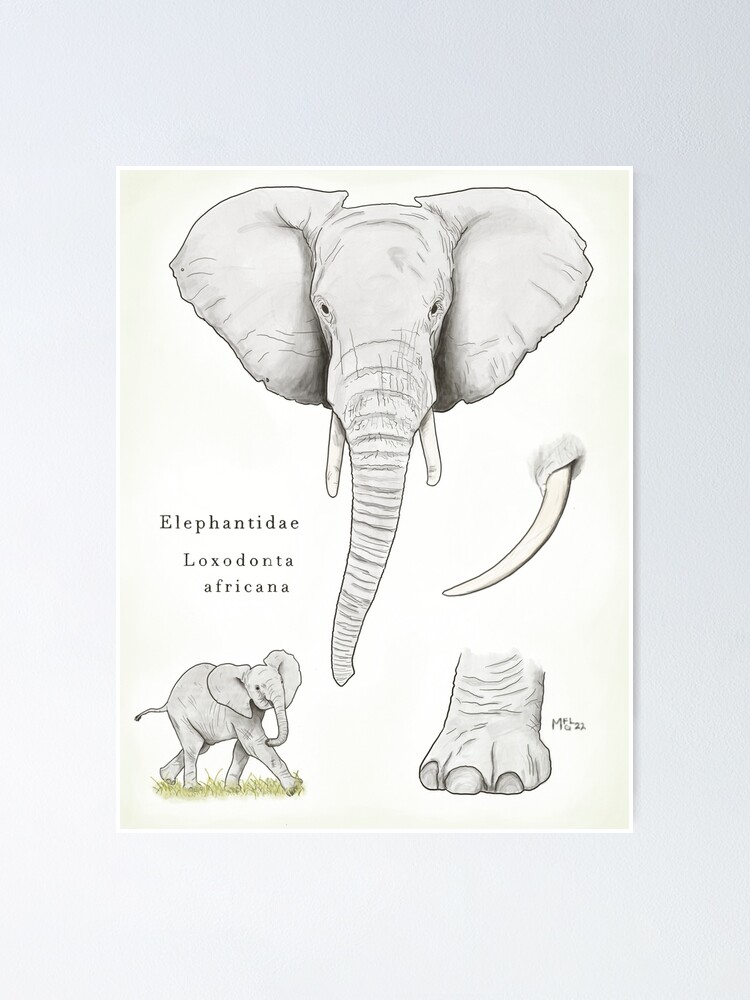 "Elephant: scientific illustration" Poster for Sale by mangui | Redbubble
