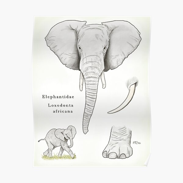 "Elephant: scientific illustration" Poster for Sale by mangui | Redbubble