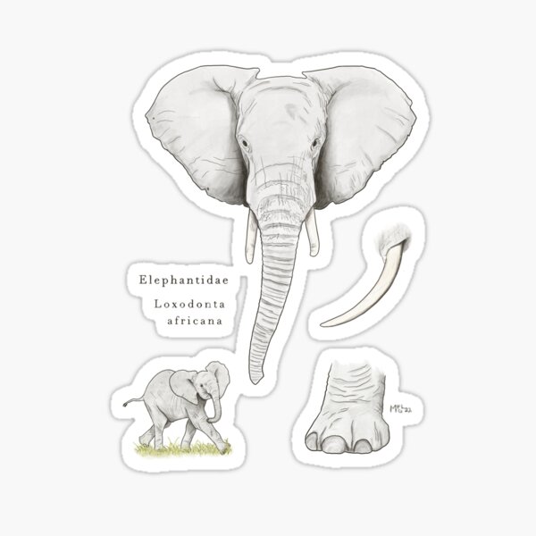 "Elephant: scientific illustration" Sticker for Sale by mangui | Redbubble