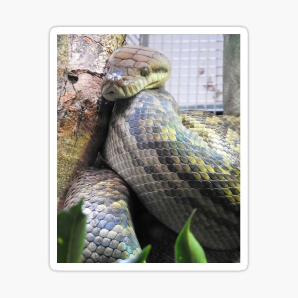 "Amethystine Python" Sticker for Sale by kirstybush | Redbubble