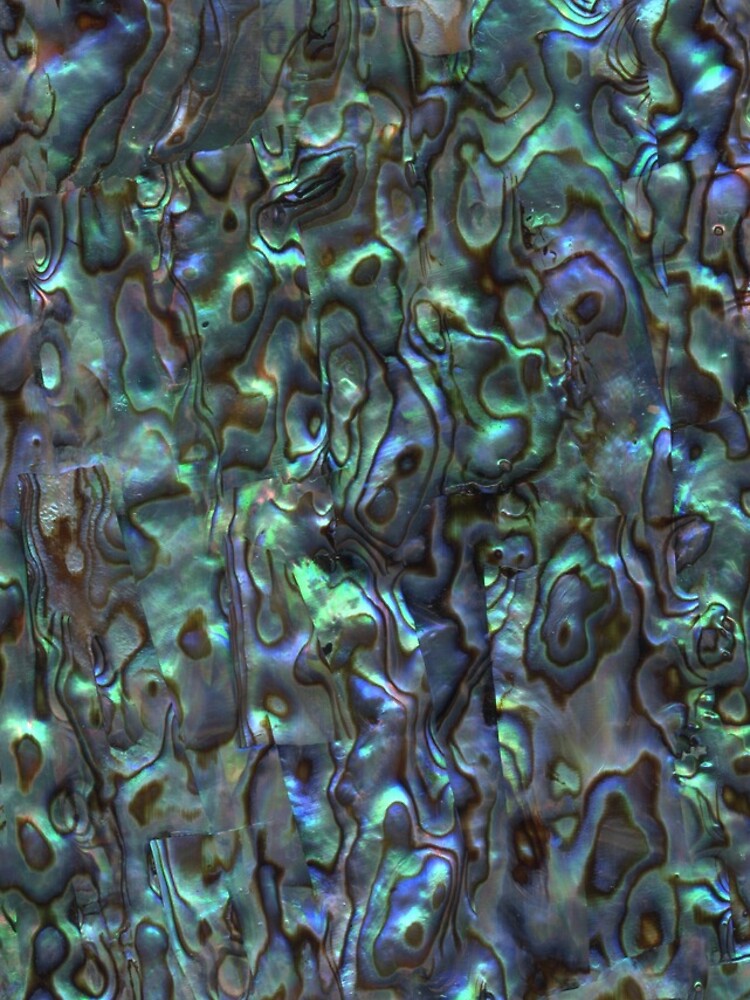 "Abalone Shell | Paua Shell | Seashell Patterns | Sea Shells | Natural ...