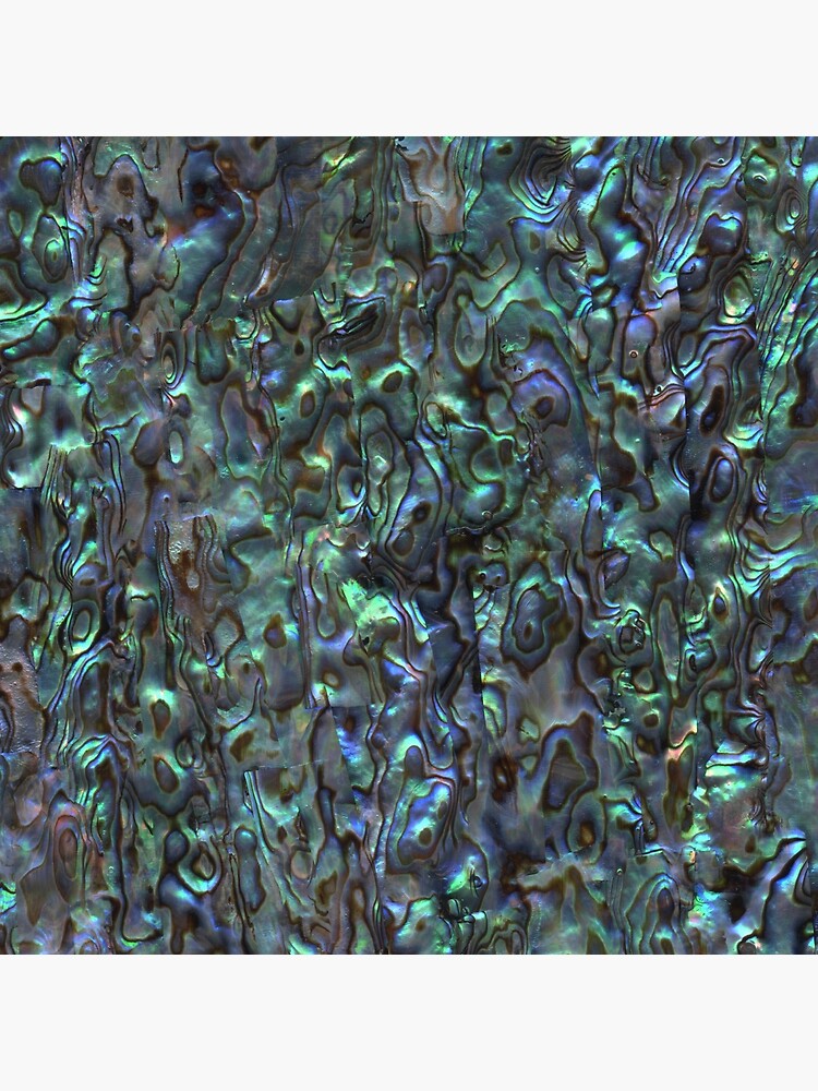 "Abalone Shell | Paua Shell | Seashell Patterns | Sea Shells | Natural ...