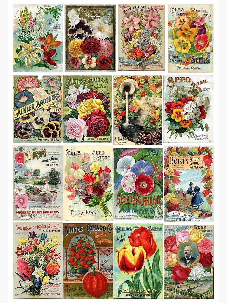 "Vintage Flower Seed Packet Illustrations" Poster for Sale by ...