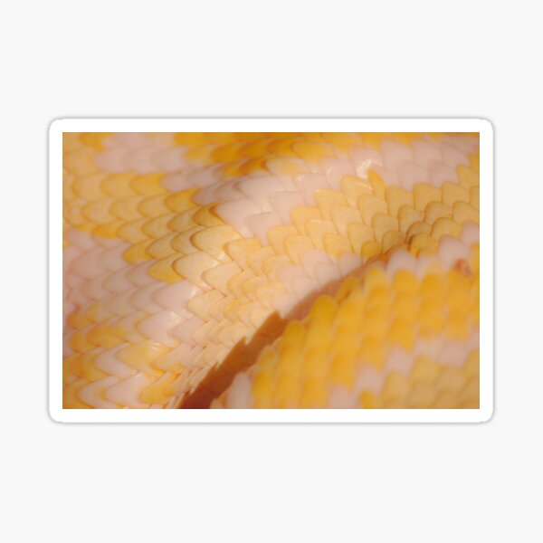 "curled snake" Sticker for Sale by BigGeoge | Redbubble