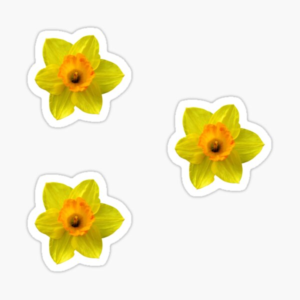 "Yellow Daffodil Flower" Sticker for Sale by EtheralDesigns | Redbubble