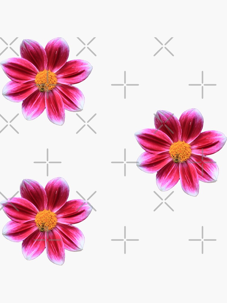 " Pink Cosmos Flower" Sticker for Sale by EtheralDesigns | Redbubble