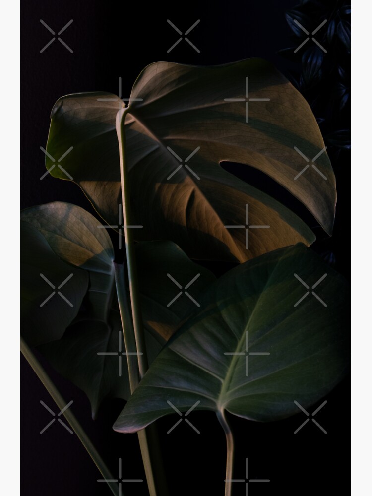 "Dark Monstera" Sticker for Sale by tessaharkema | Redbubble