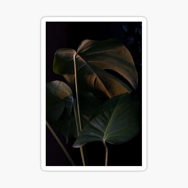 "Dark Monstera" Sticker for Sale by tessaharkema | Redbubble