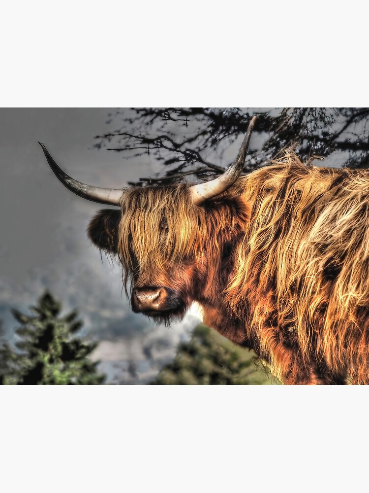 ""Whisky" The Highland Cow Scottish Legend" Poster for Sale by ...