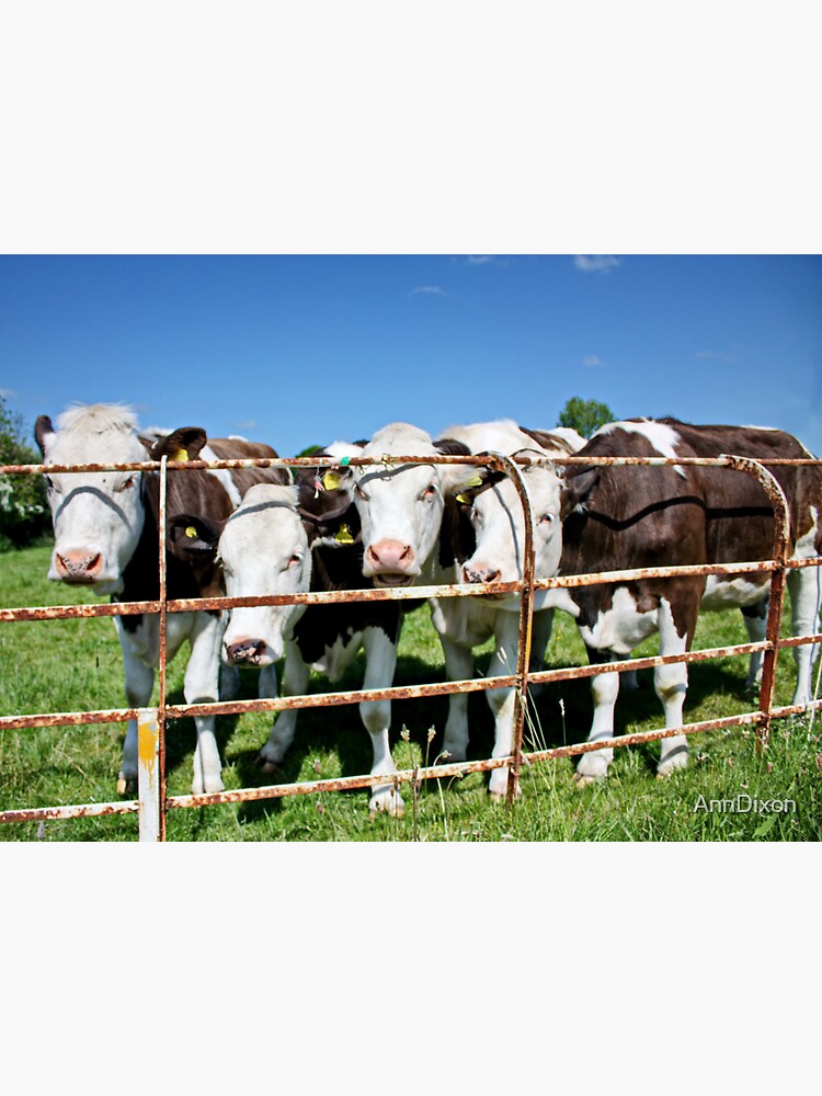 "Friendly Cows" Sticker by AnnDixon | Redbubble