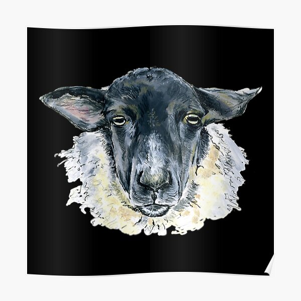 "Suffolk Sheep. A sketch in acrylic by Jane Green. Black Background ...
