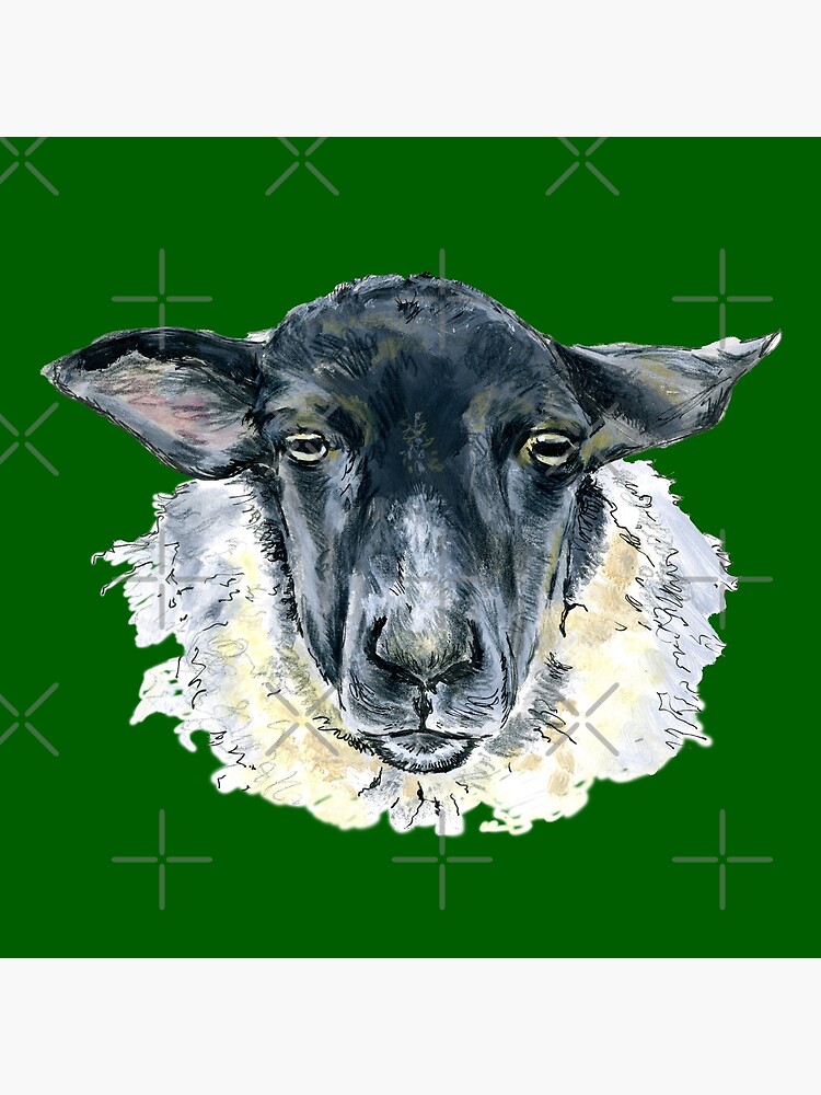 "Suffolk Sheep. A sketch in acrylic by Jane Green. Green Background ...