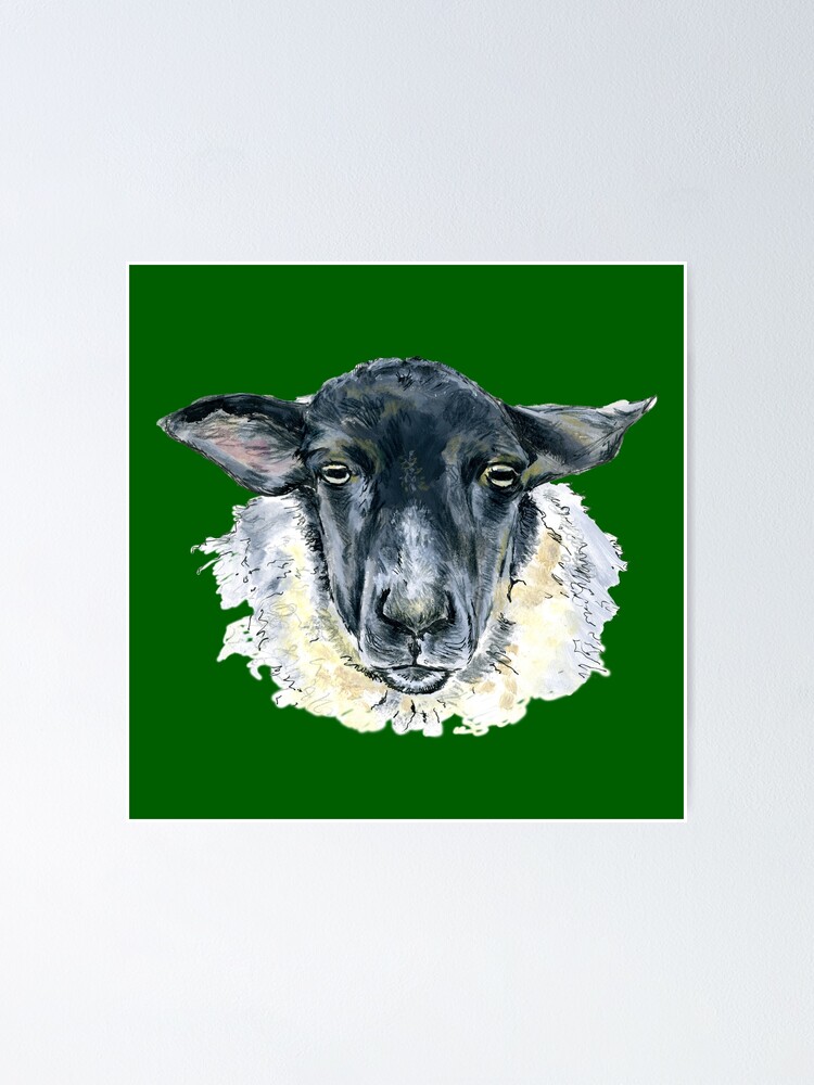 "Suffolk Sheep. A sketch in acrylic by Jane Green. Green Background ...