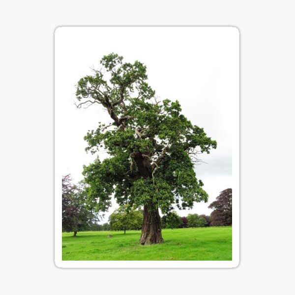 "Ancient Spanish Chestnut Tree" Sticker by wiggyofipswich | Redbubble