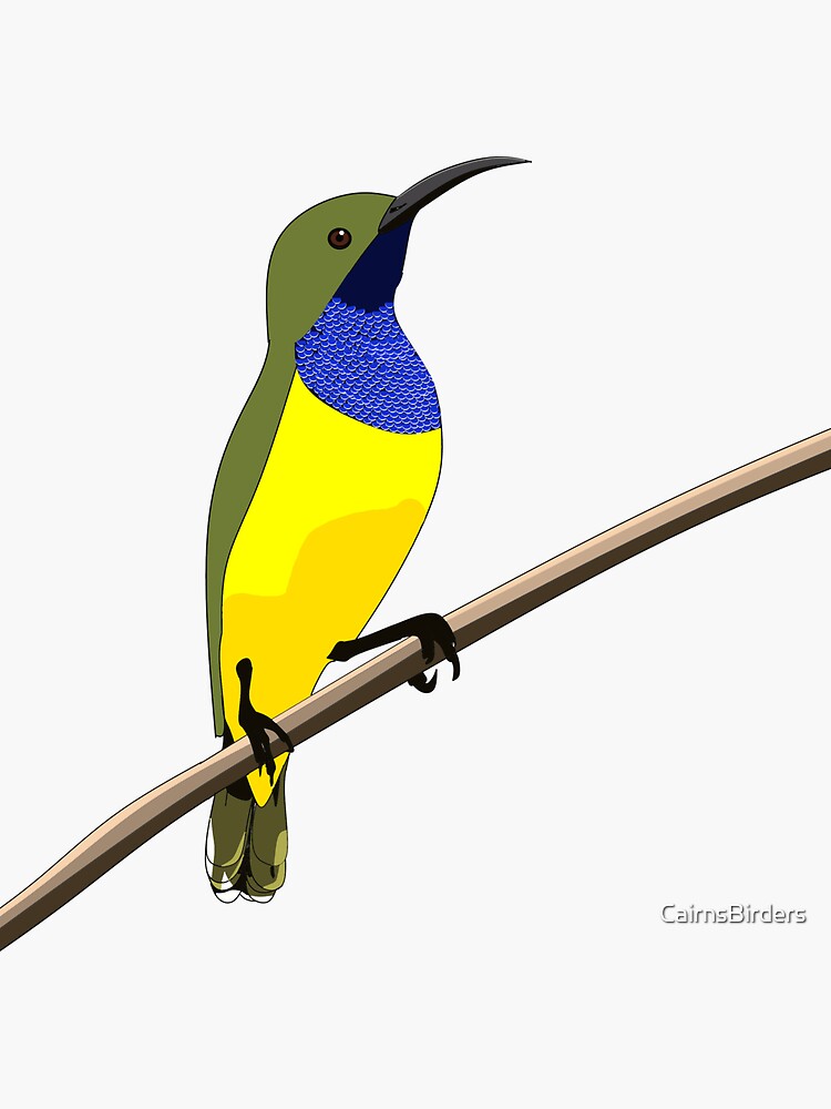 "Olive-backed Sunbird, Cairns Birders" Sticker for Sale by ...