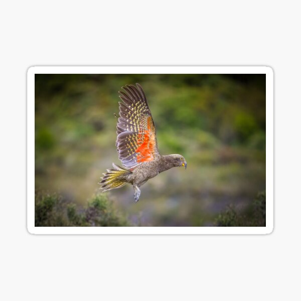 "Kea in Flight" Sticker for Sale by carlysharee | Redbubble