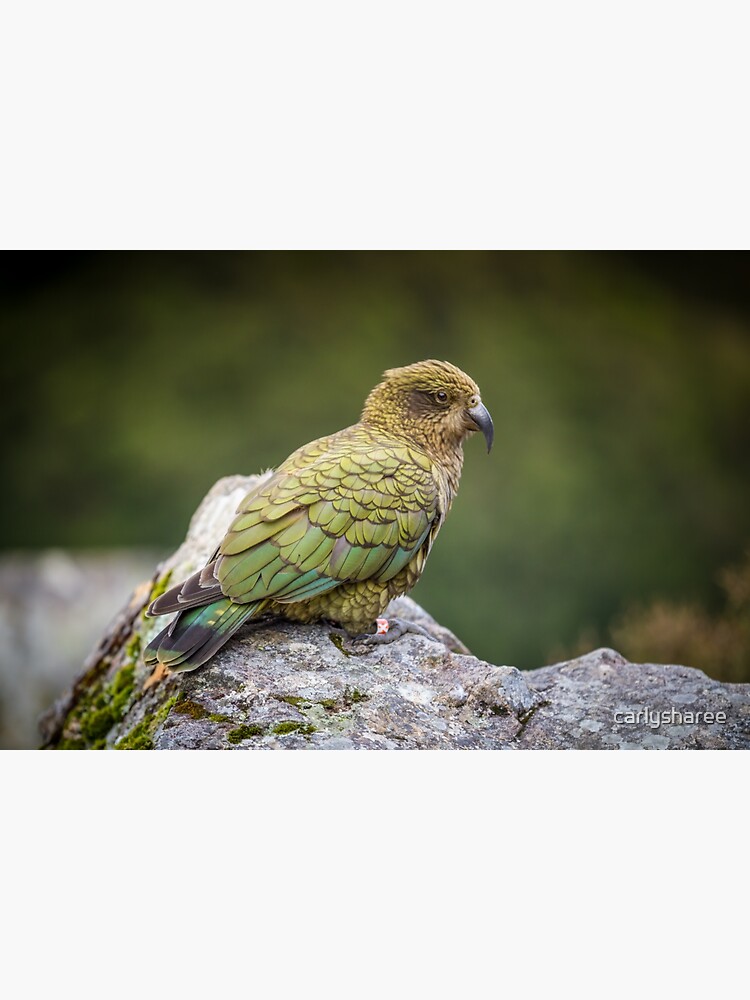 "Kea at Otira" Sticker for Sale by carlysharee | Redbubble