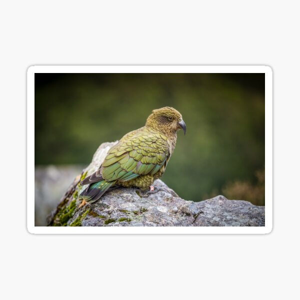 "Kea at Otira" Sticker for Sale by carlysharee | Redbubble