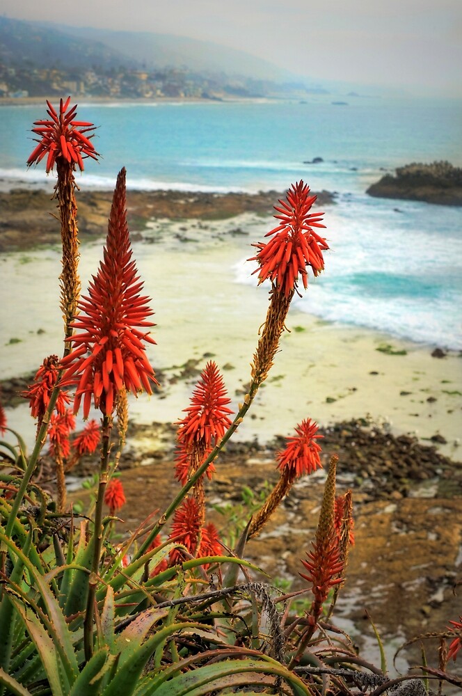 "Laguna Beach California Aloe Vera" by K D Graves Photography | Redbubble