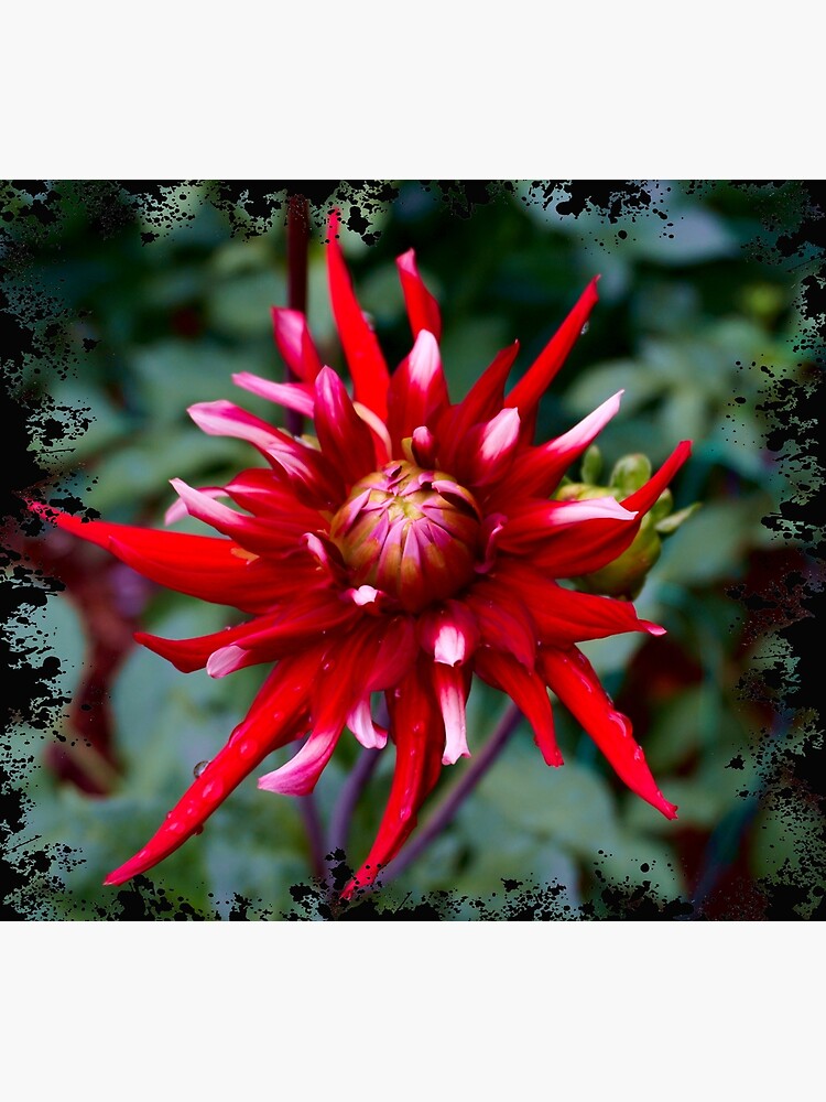 "Spiky Red Dahlia" Poster for Sale by Blaze2o14 | Redbubble