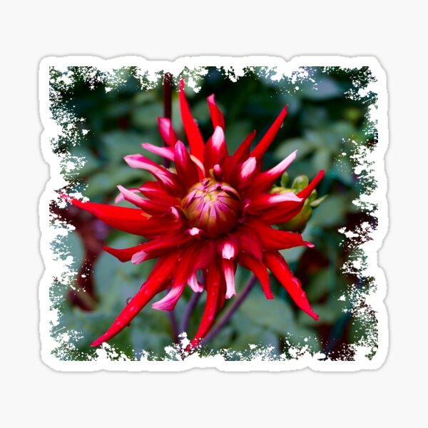 "Spiky Red Dahlia" Sticker for Sale by Blaze2o14 | Redbubble