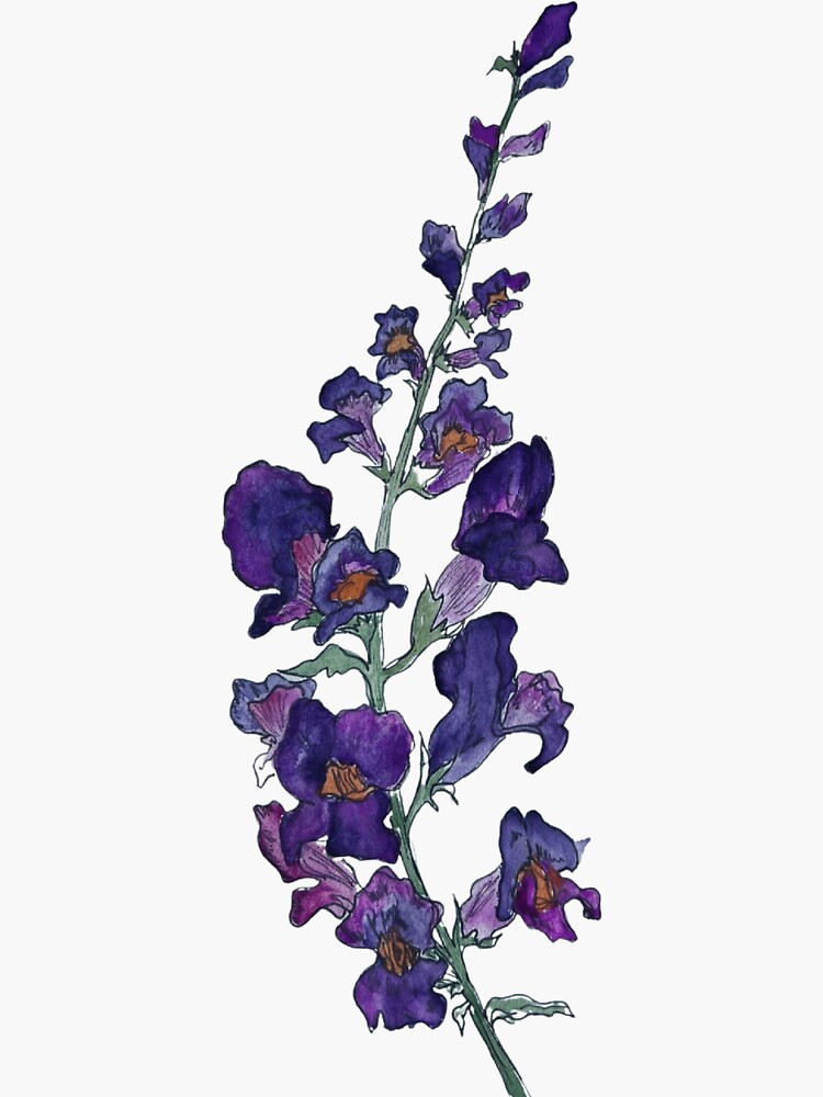 "Snapdragons graphite and watercolour" Sticker for Sale by theshedArt ...