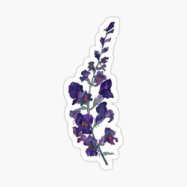 "Snapdragons graphite and watercolour" Sticker for Sale by theshedArt ...