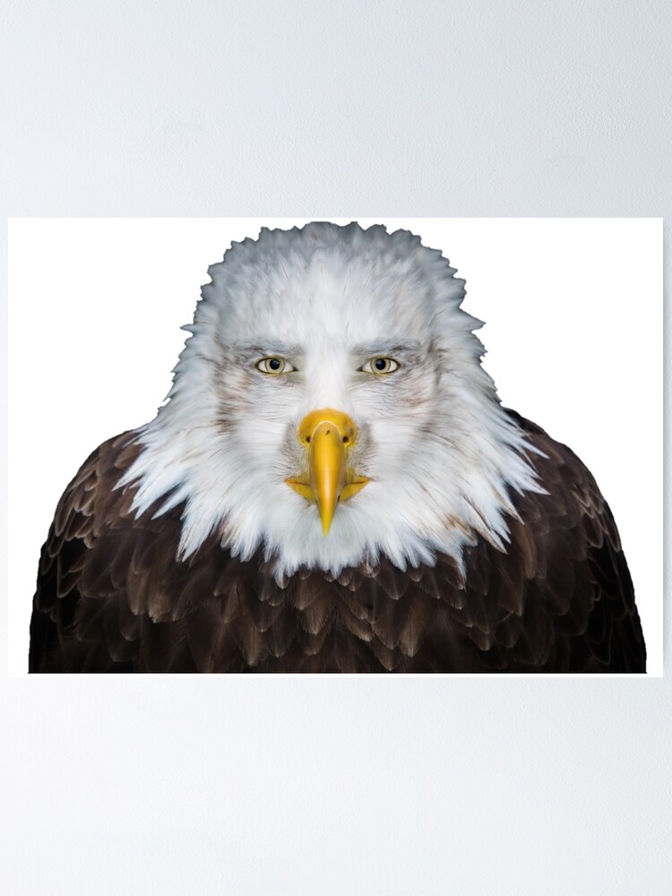"Handsome staring eagle" Poster for Sale by TheBigSadShop | Redbubble
