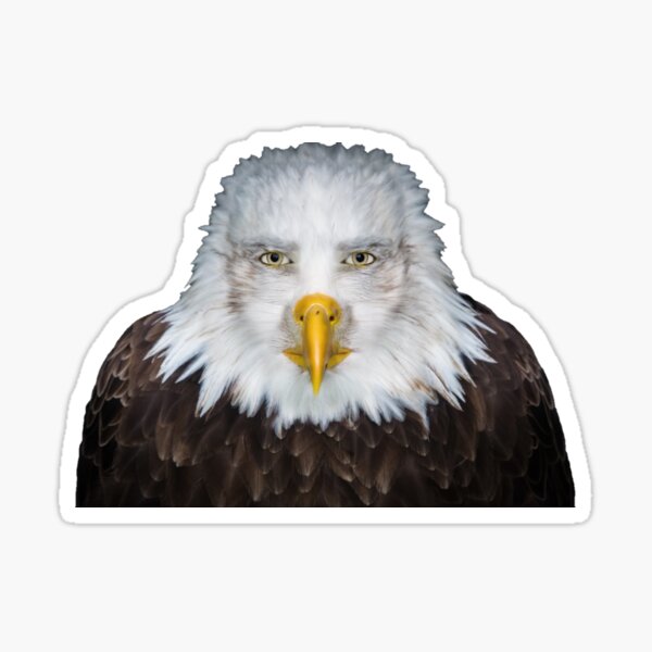 "Handsome staring eagle" Sticker for Sale by TheBigSadShop | Redbubble