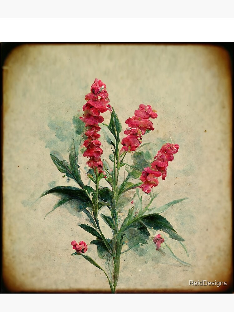 "vintage snapdragons old school" Poster for Sale by ReidDesigns | Redbubble