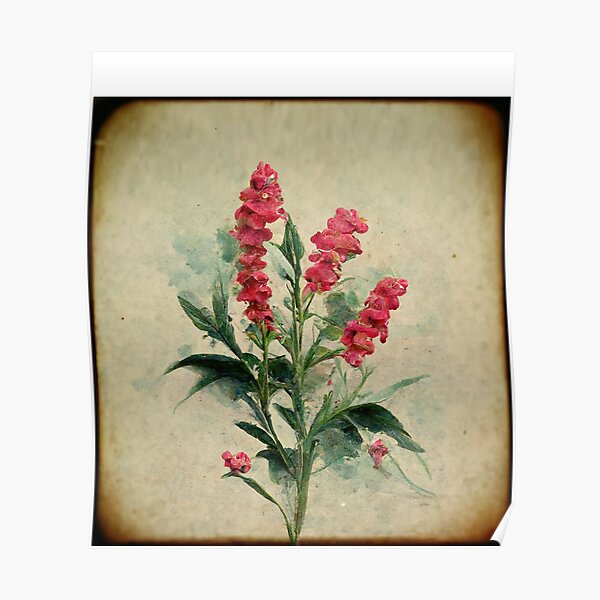 "vintage snapdragons old school" Poster for Sale by ReidDesigns | Redbubble