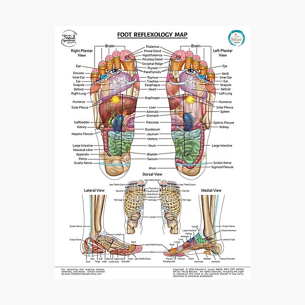 "Foot Reflexology Map" Photographic Print for Sale by ChantelCLucier ...