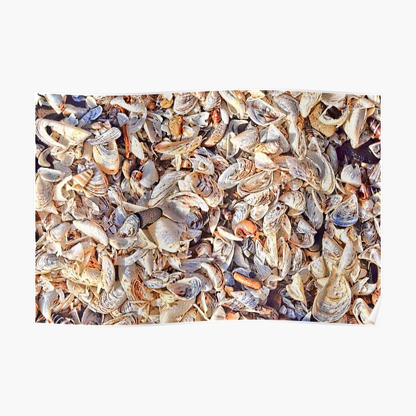 "Shell Collection" Poster for Sale by rmyerphoto | Redbubble
