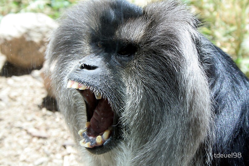 "Angry Baboon" by tdeuel98 | Redbubble
