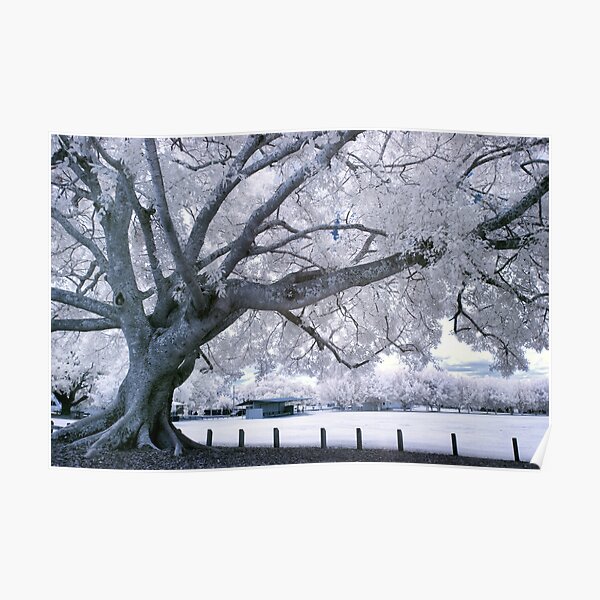 "Cameron Park Infrared" Poster for Sale by HouseofZen | Redbubble