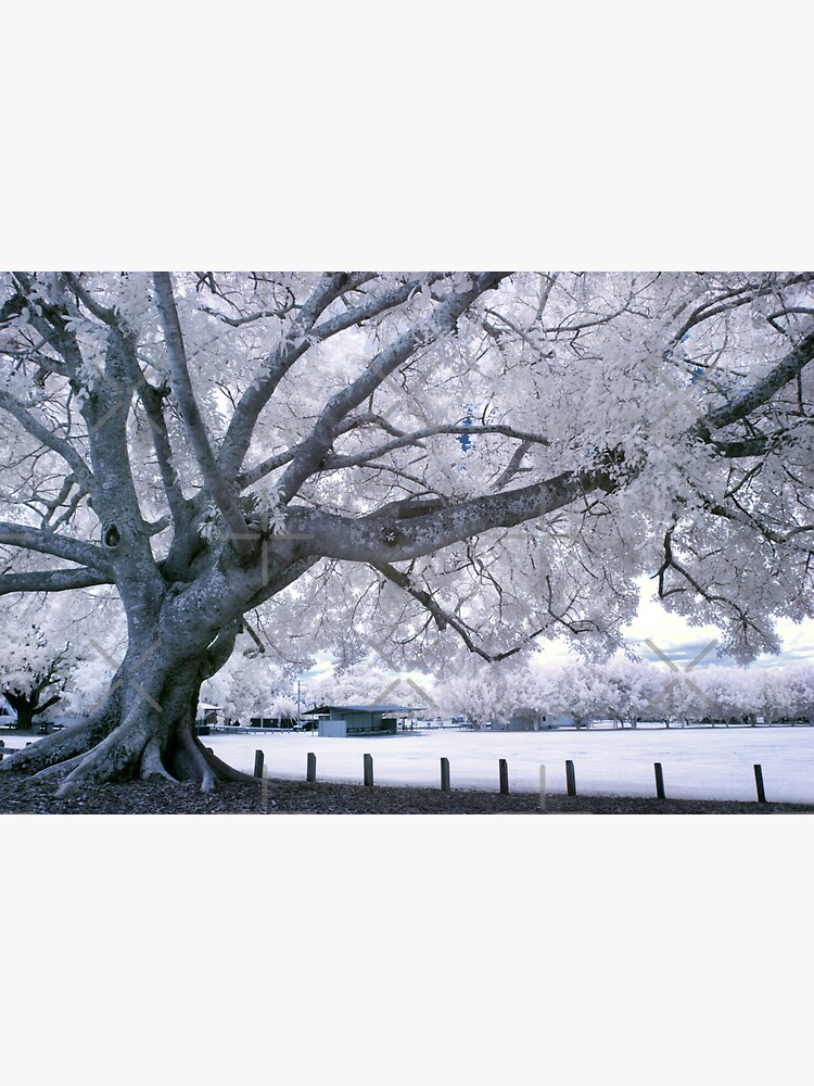 "Cameron Park Infrared" Sticker for Sale by HouseofZen | Redbubble