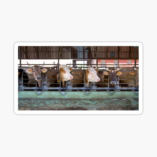 "Where's Our Hay?" Sticker for Sale by AlexaZari | Redbubble