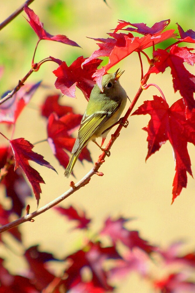 ""Little Birdy Singing Me A Song"" by K D Graves Photography | Redbubble
