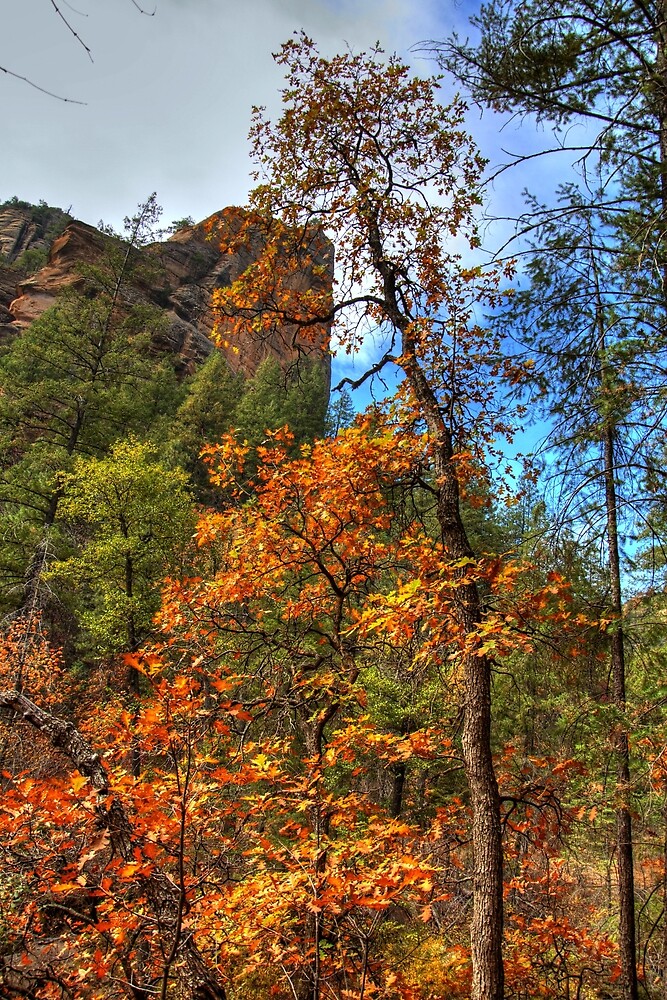 "Fall In Sedona Arizona" by K D Graves Photography | Redbubble
