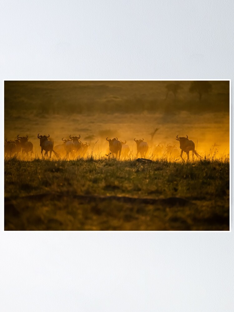 "The great migration of animals" Poster for Sale by Nikonfotograf ...
