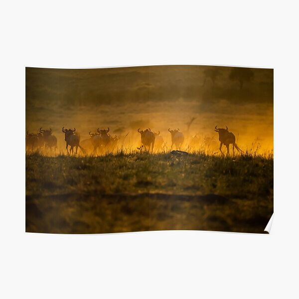 "The great migration of animals" Poster for Sale by Nikonfotograf ...