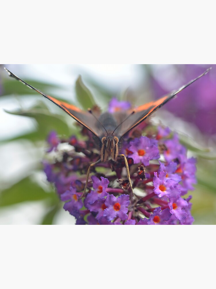 "Red Admiral" Sticker for Sale by kasianowak | Redbubble