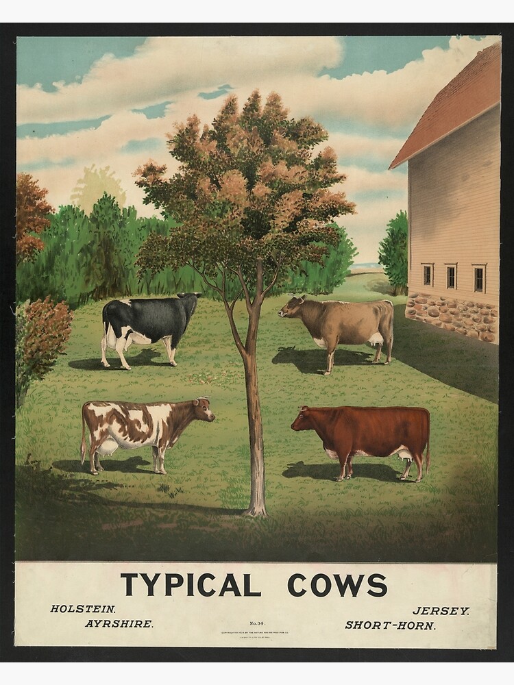 "Typical Cows " Poster for Sale by bcpovey | Redbubble