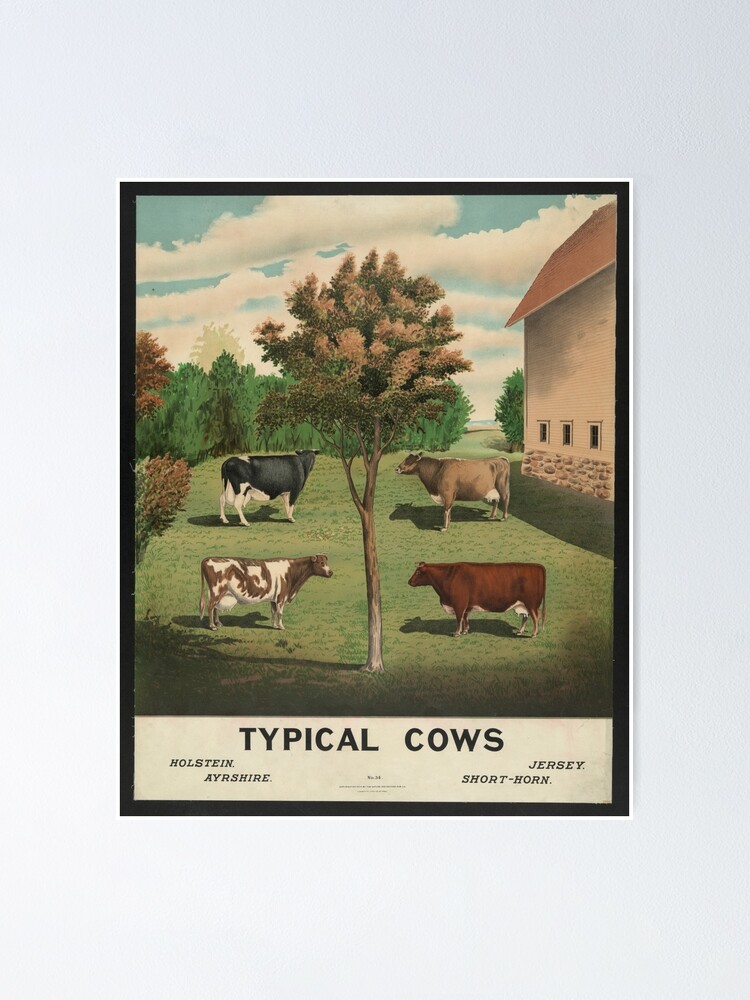 "Typical Cows " Poster for Sale by bcpovey | Redbubble