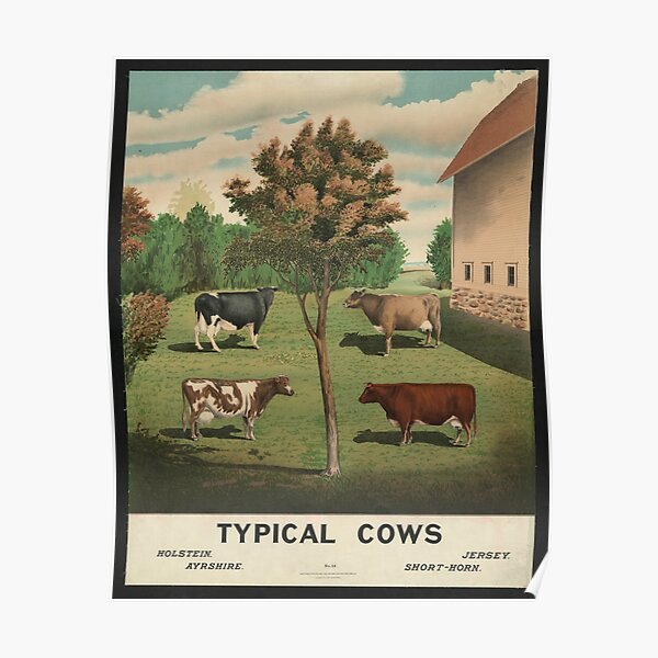 "Typical Cows " Poster for Sale by bcpovey | Redbubble