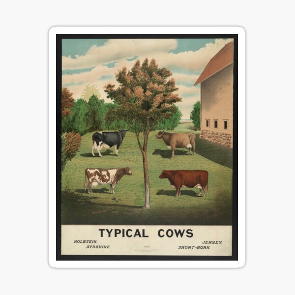 "Typical Cows " Sticker for Sale by bcpovey | Redbubble