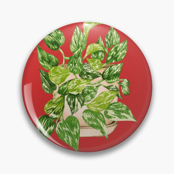 "Golden hanging pothos plant | Pothos (Epipremnum aureum) is an ...